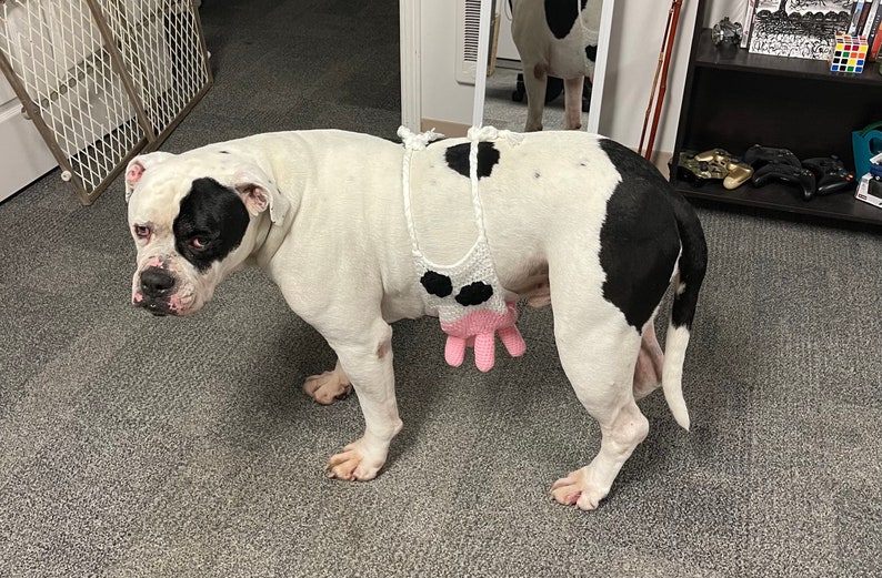 Udderly Adorable Cow Udder Dog Costume Horn hat Also - Etsy