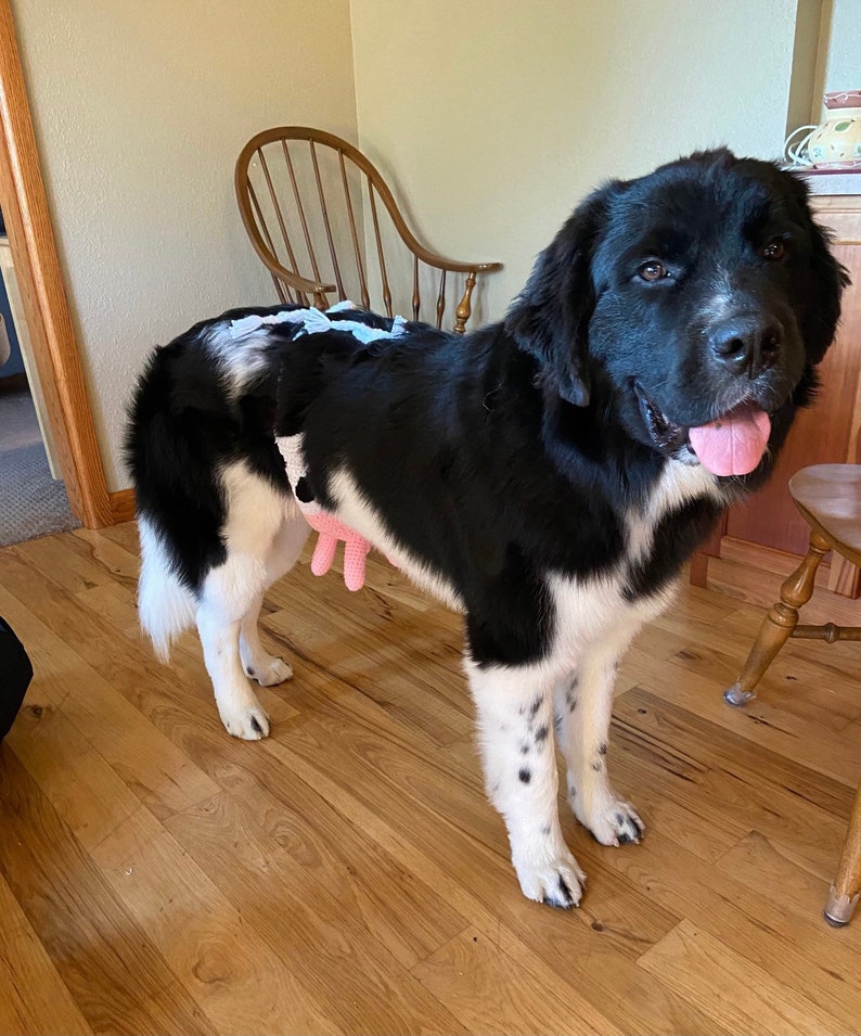Udderly Adorable Cow Udder Dog Costume Horn hat Also - Etsy