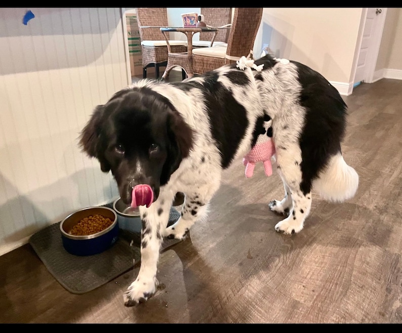 Udderly Adorable Cow Udder Dog Costume Horn hat Also - Etsy