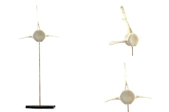 Minimalist Sculpture Fish Bone Paleontology Osteology | Etsy