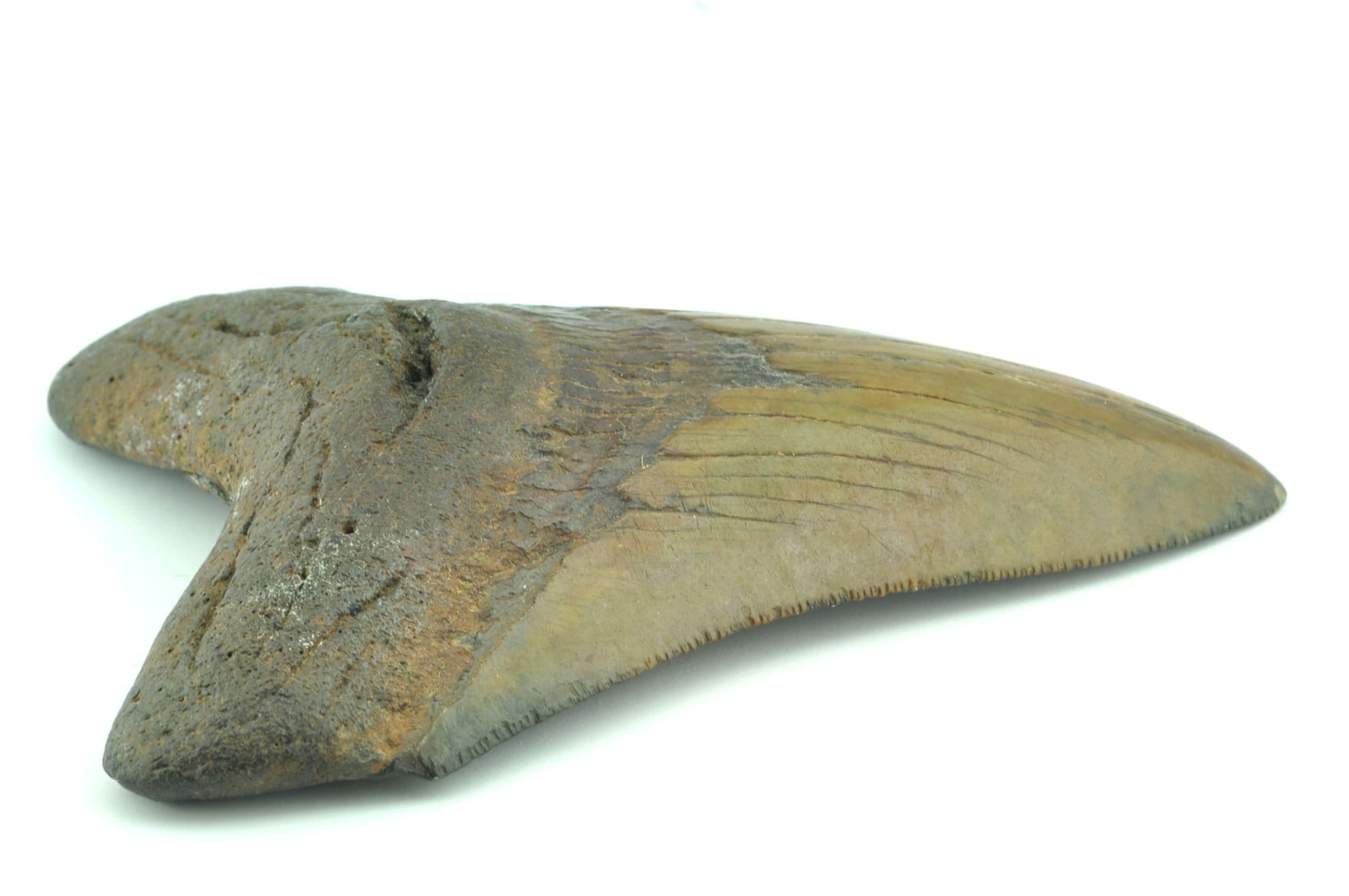 Genuine Carcharodon Megalodon Tooth. - Etsy
