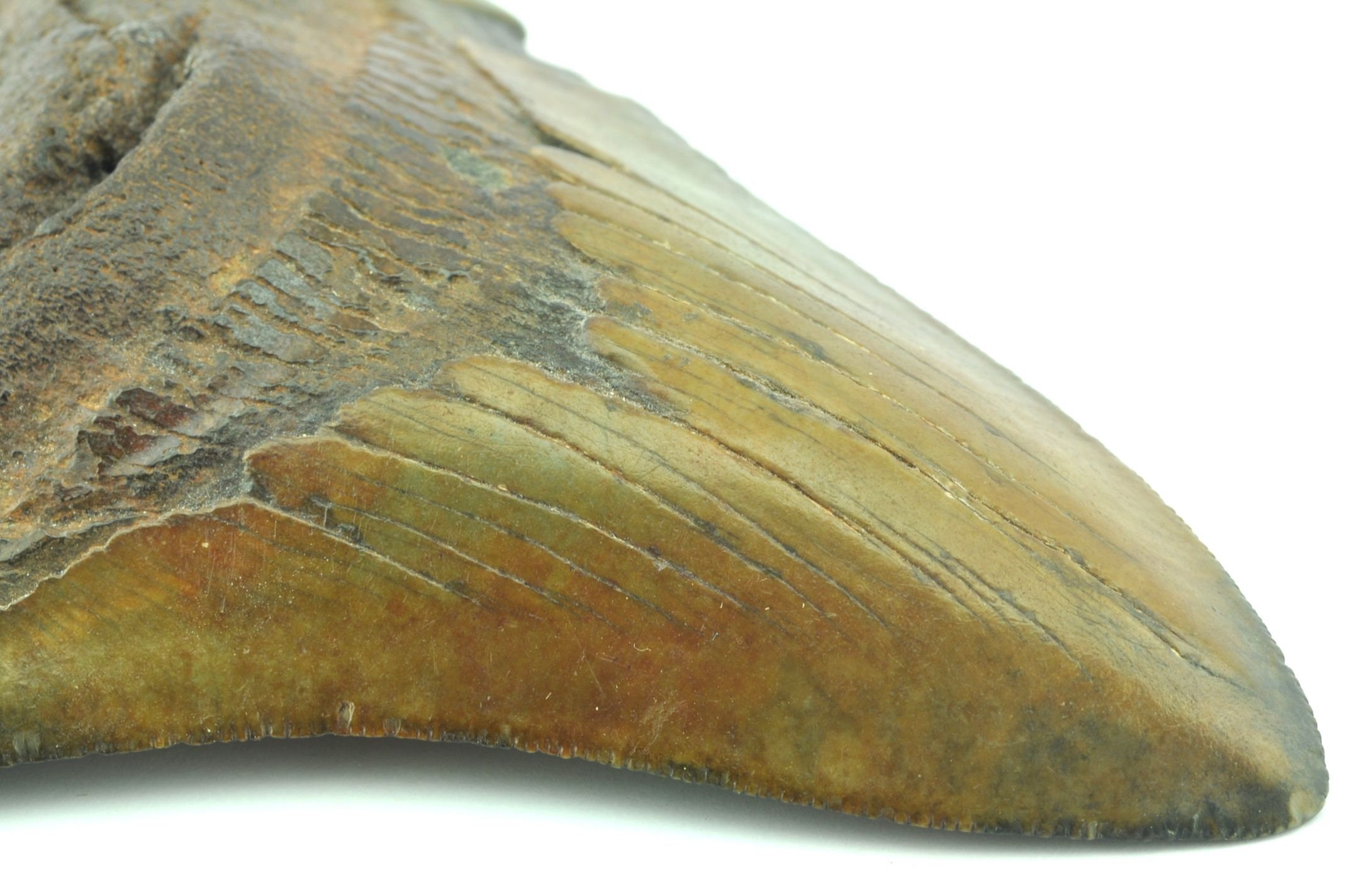 Genuine Carcharodon Megalodon Tooth. - Etsy