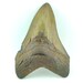 Genuine Carcharodon Megalodon Tooth. - Etsy