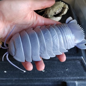 Dangomushi - Isopod, Woodlouse, Pillbug Figures! Various Options ...