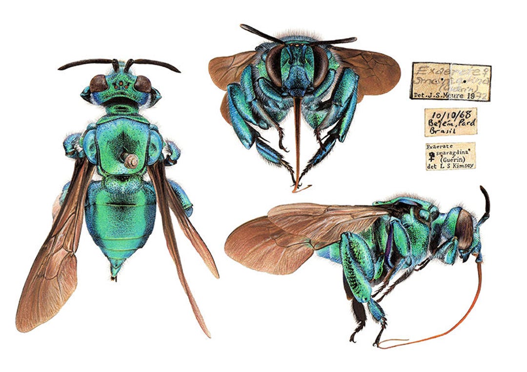 A4 Size Archival Print Limited Edition Exaerete - Etsy