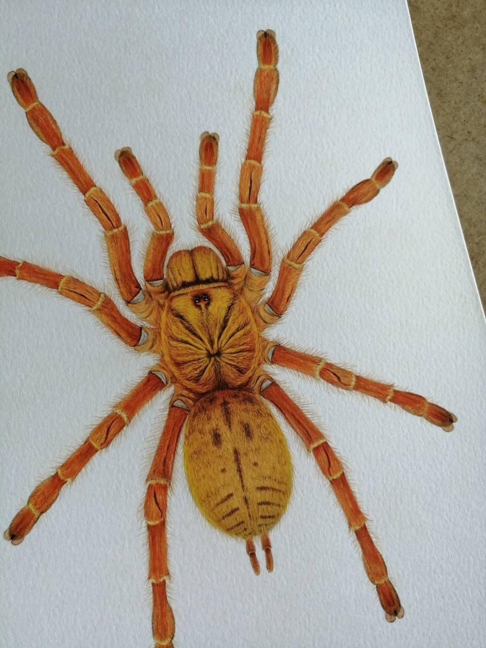 AWESOME OBT Pterinochilus Murinus Orange Baboon Tarantula, 45% OFF