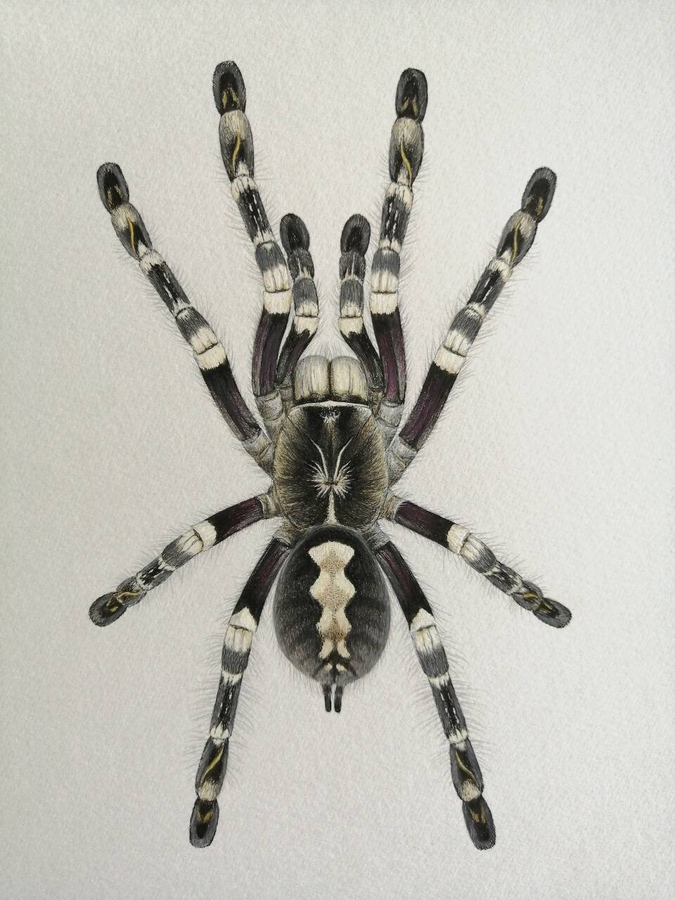 Poecilotheria Subfusca Highland
