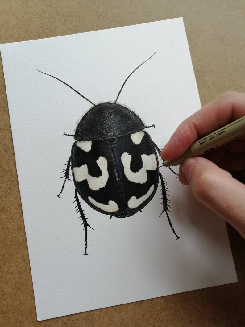 Therea Olegrandjeani Question Mark Cockroach Limited Edition - Etsy