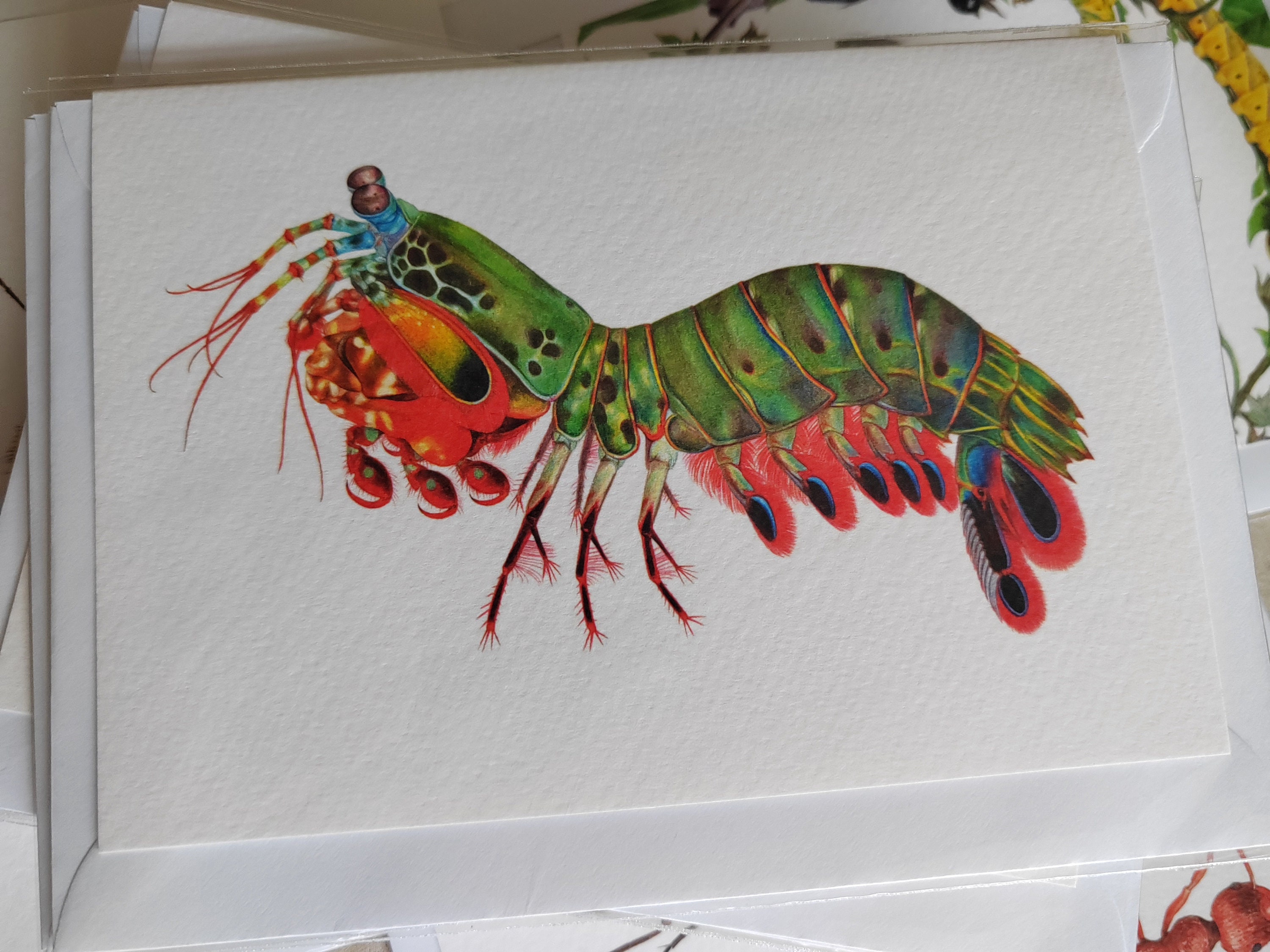Peacock Mantis Shrimp Drawing