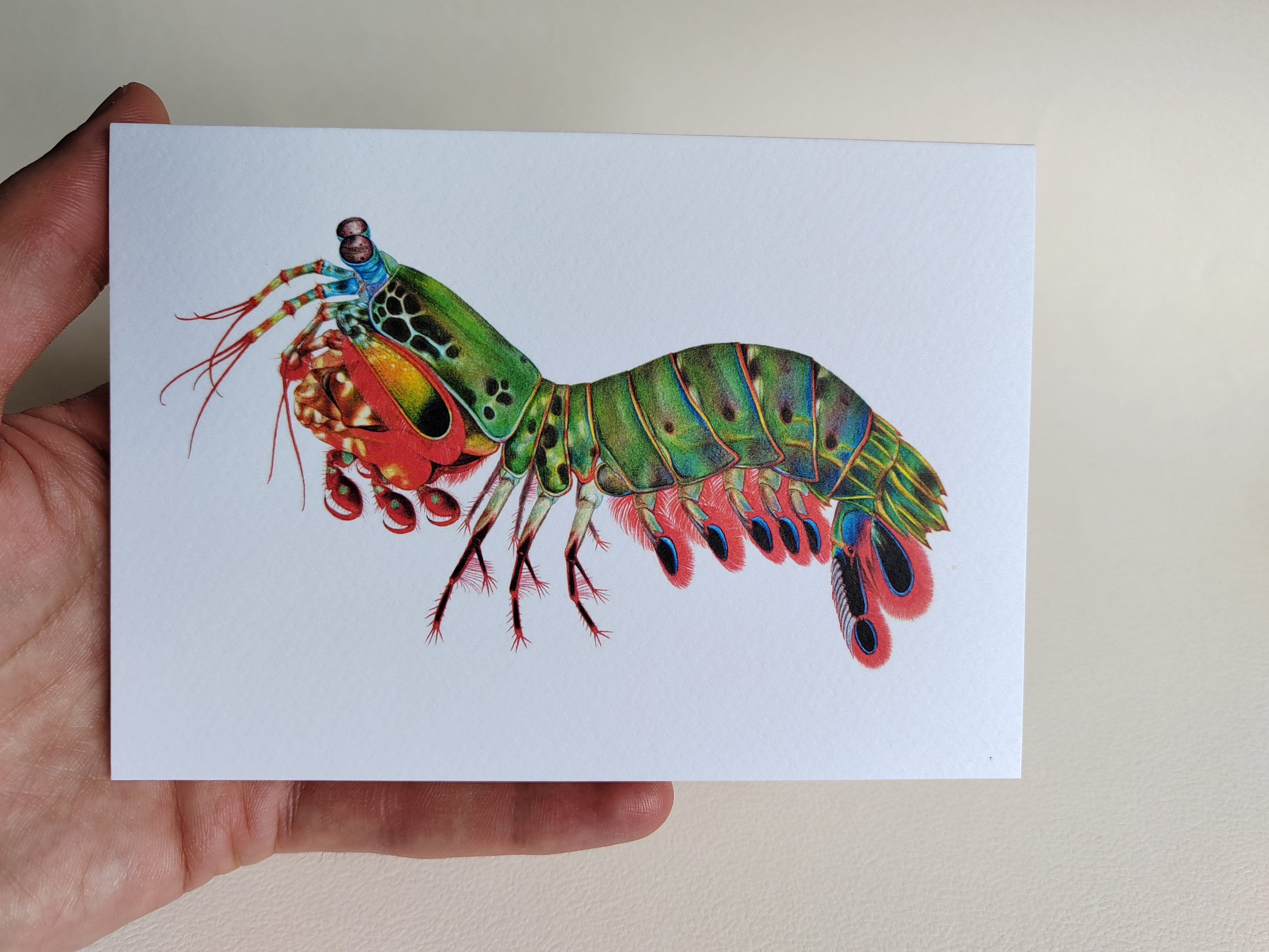 Peacock Mantis Shrimp Drawing
