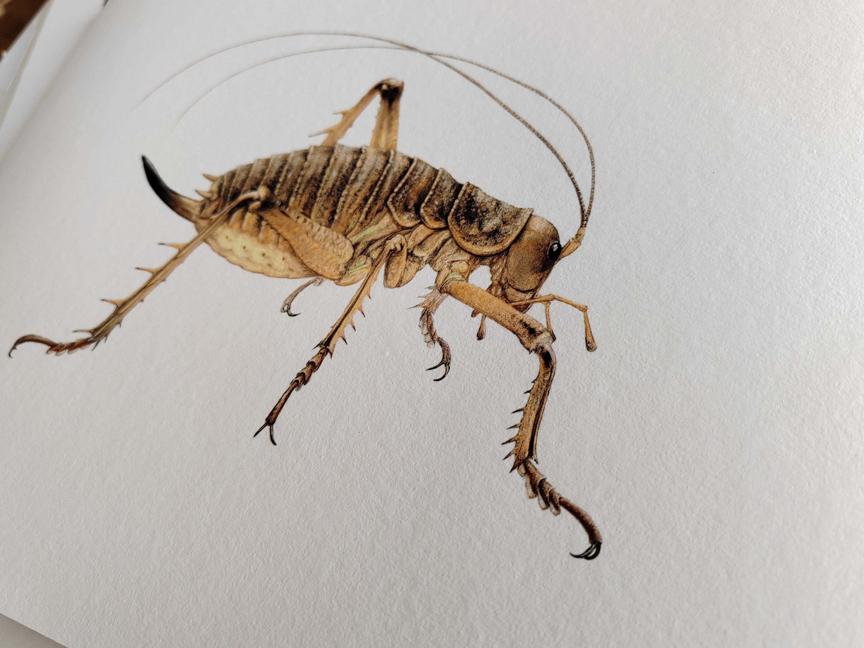 Giant Weta Cricket