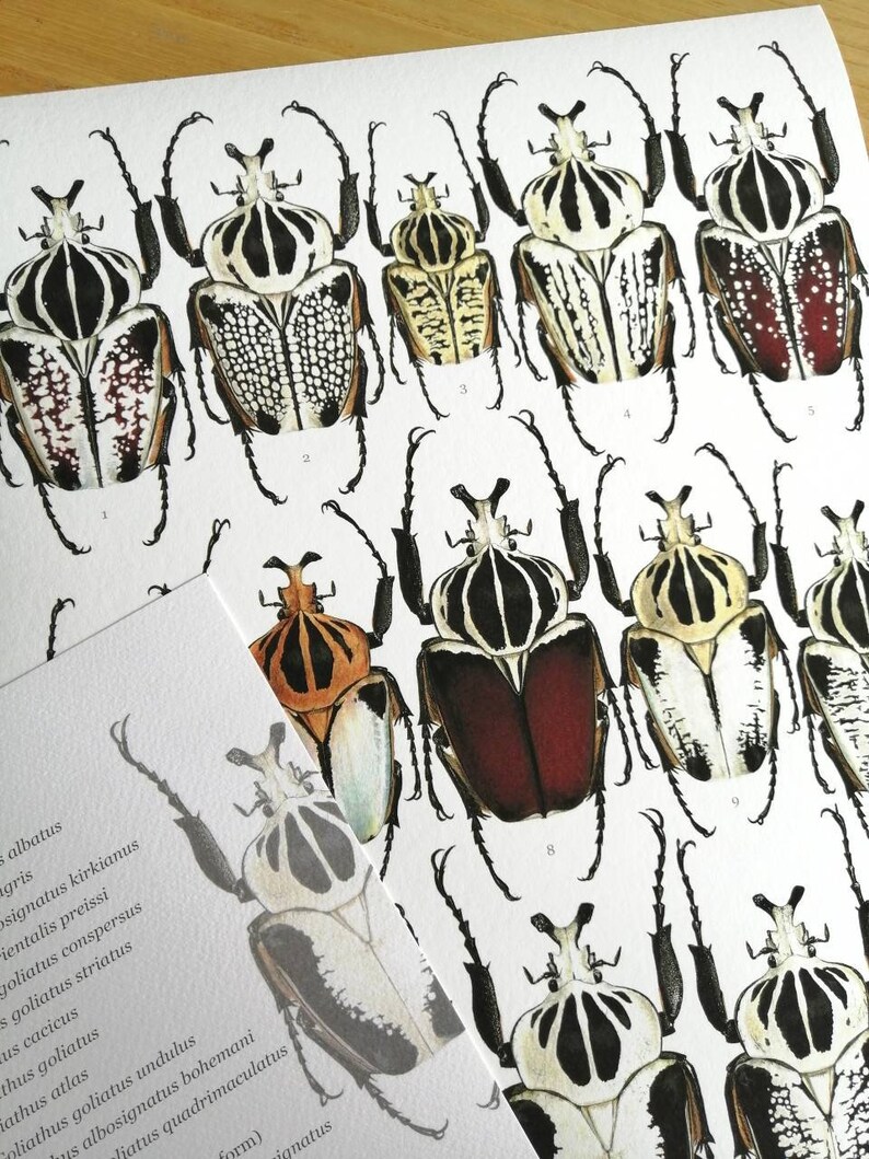 Goliathus Compilation Print. Lifesize Goliath Beetles A3 Size - Etsy