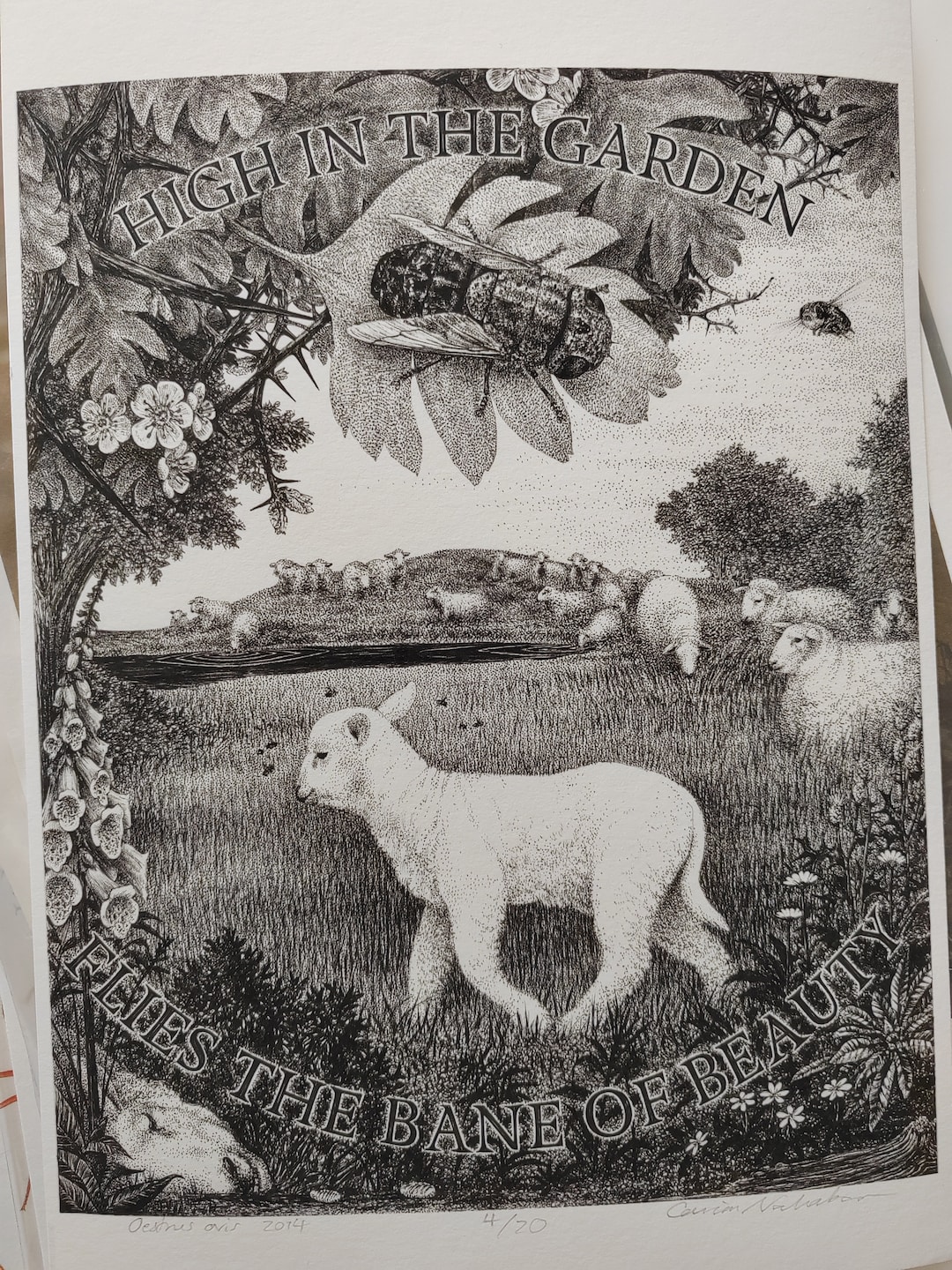 Oestrus Ovis Sheep Nostril Fly Limited Edition Art Print A4 Size - Etsy