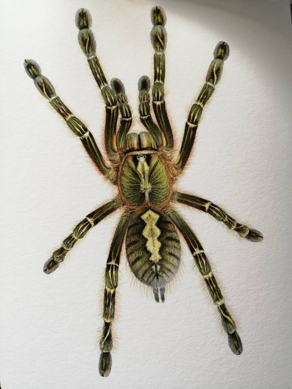 Poecilotheria Rufilata