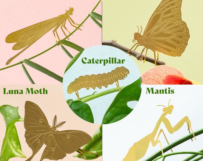 Luna Moth Gourd - Etsy