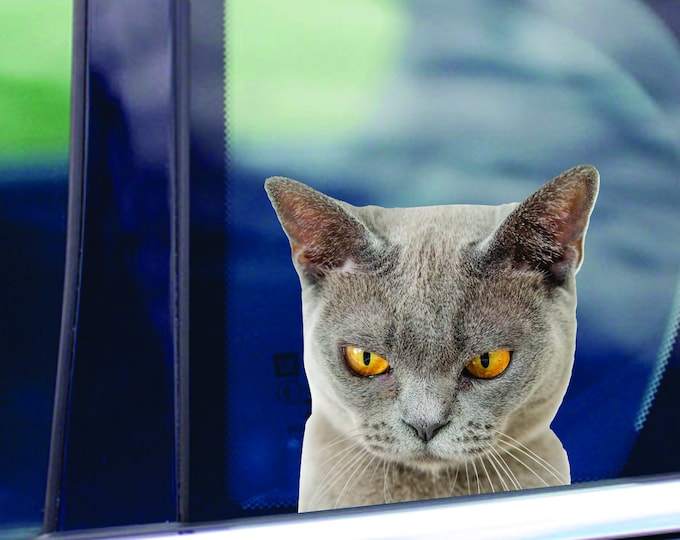 Cat Sticker multiple Sizes, Grumpy Cat Sticker, Cat, Kitty, Cat Gift ...