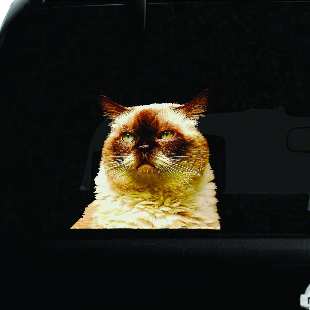 Cat Looking Out the Window Cat Sticker Cat Decal Cat Car - Etsy