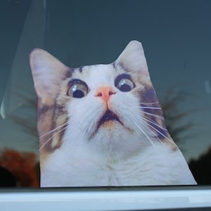 Scaredy Cat Sticker, Cat Sticker, Cat, Kitty, Cat Gift, Kitty Gift ...