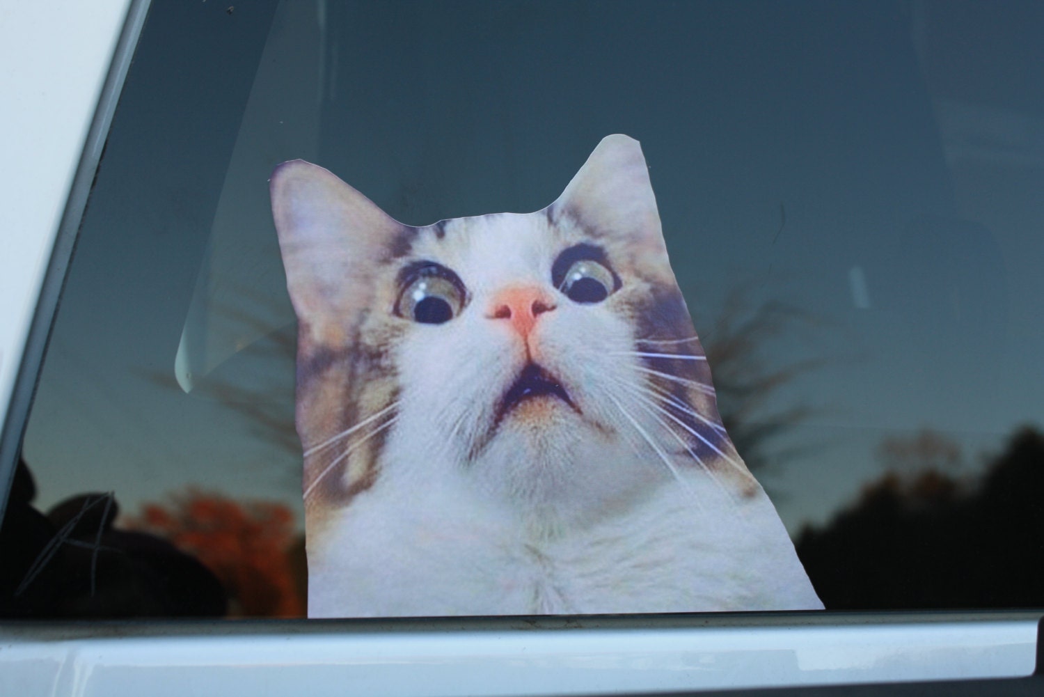 Scaredy Cat Sticker Cat Sticker Cat Kitty Cat Gift Kitty - Etsy