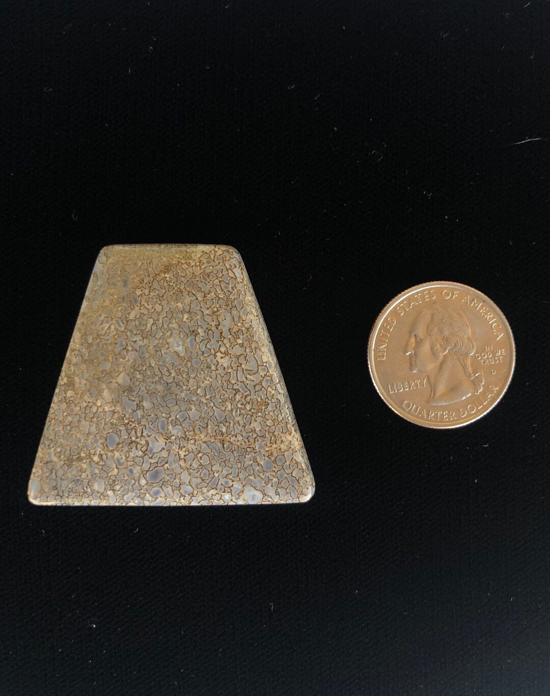 Dinosaur Bone Cab Natural High Grade 103.5 Carats - Etsy