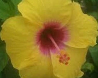 Hibiscus plant | Etsy