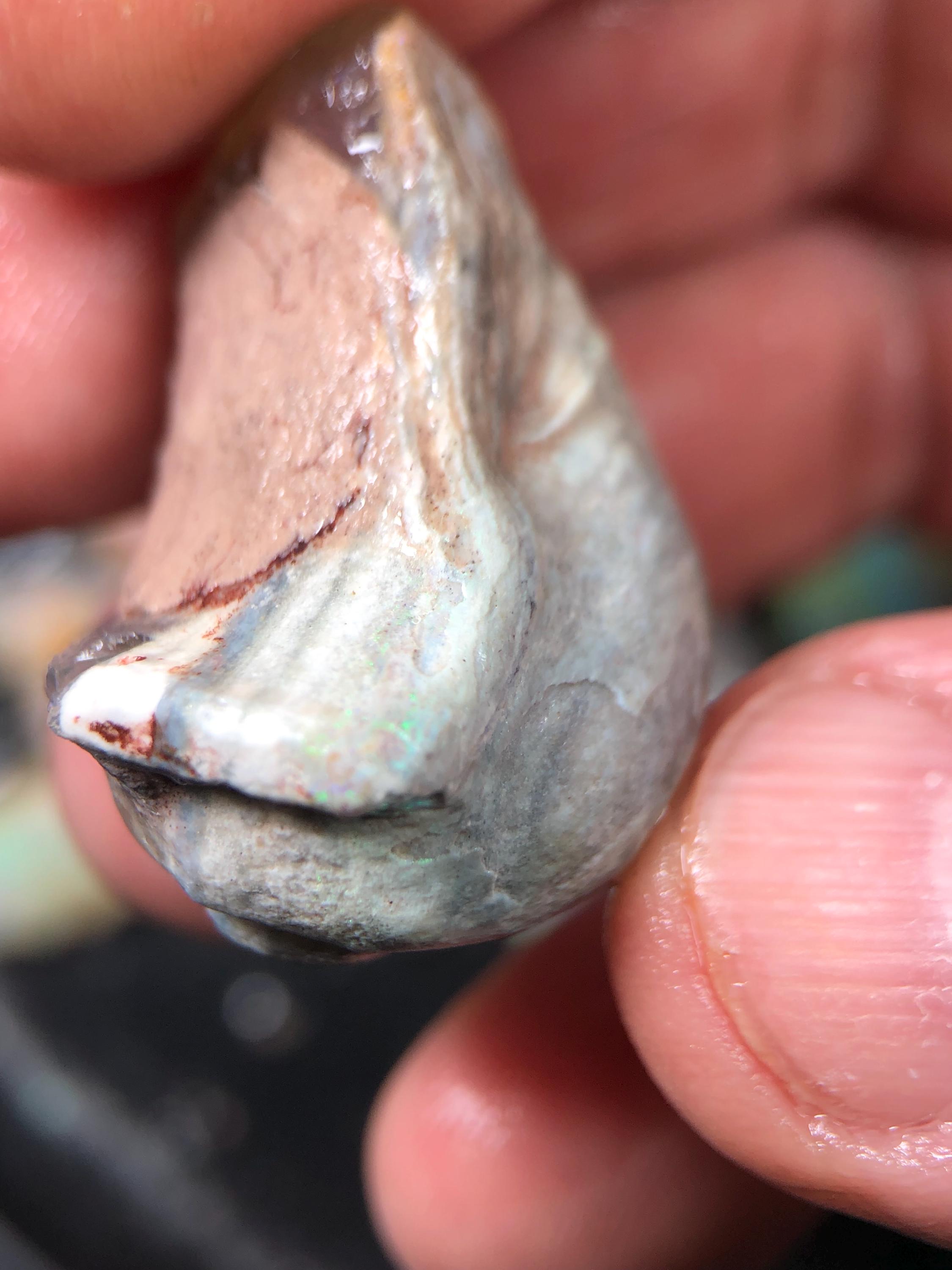 Coober Pedy Opal Shell Fossil - Etsy