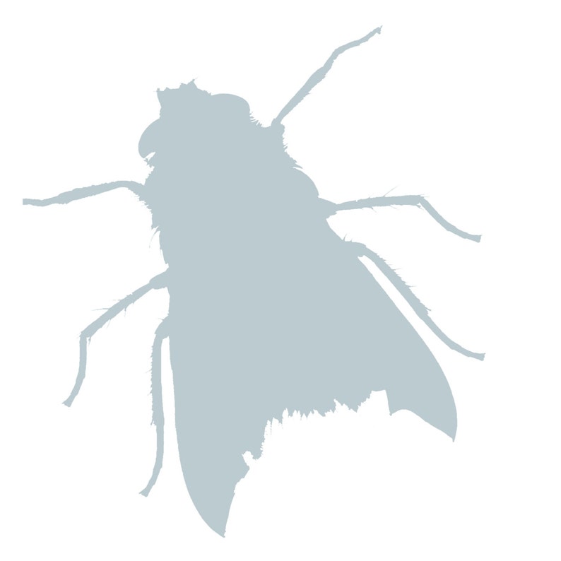 Flying Insect Printsfly Printbeetle Printbug Printinsect - Etsy