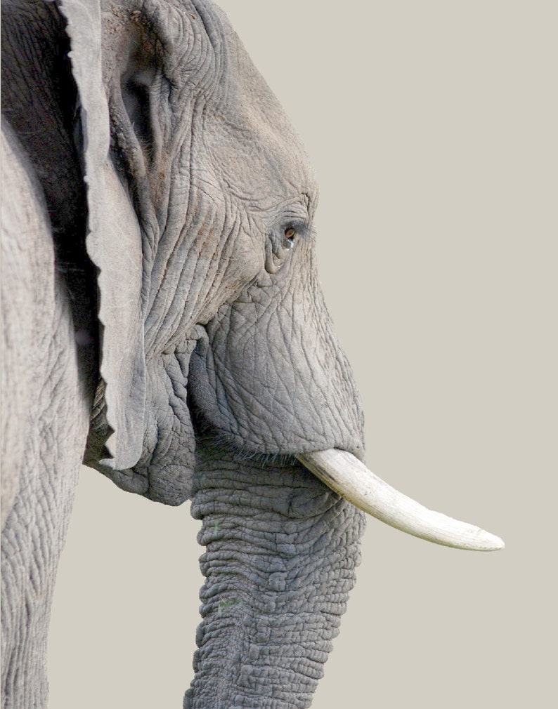 Large Poster Wall Print,elephant Poster Print,digital Print,african ...
