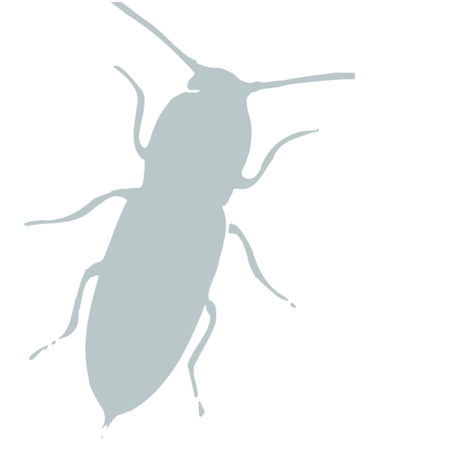 Flying Insect Printsfly Printbeetle Printbug Printinsect - Etsy