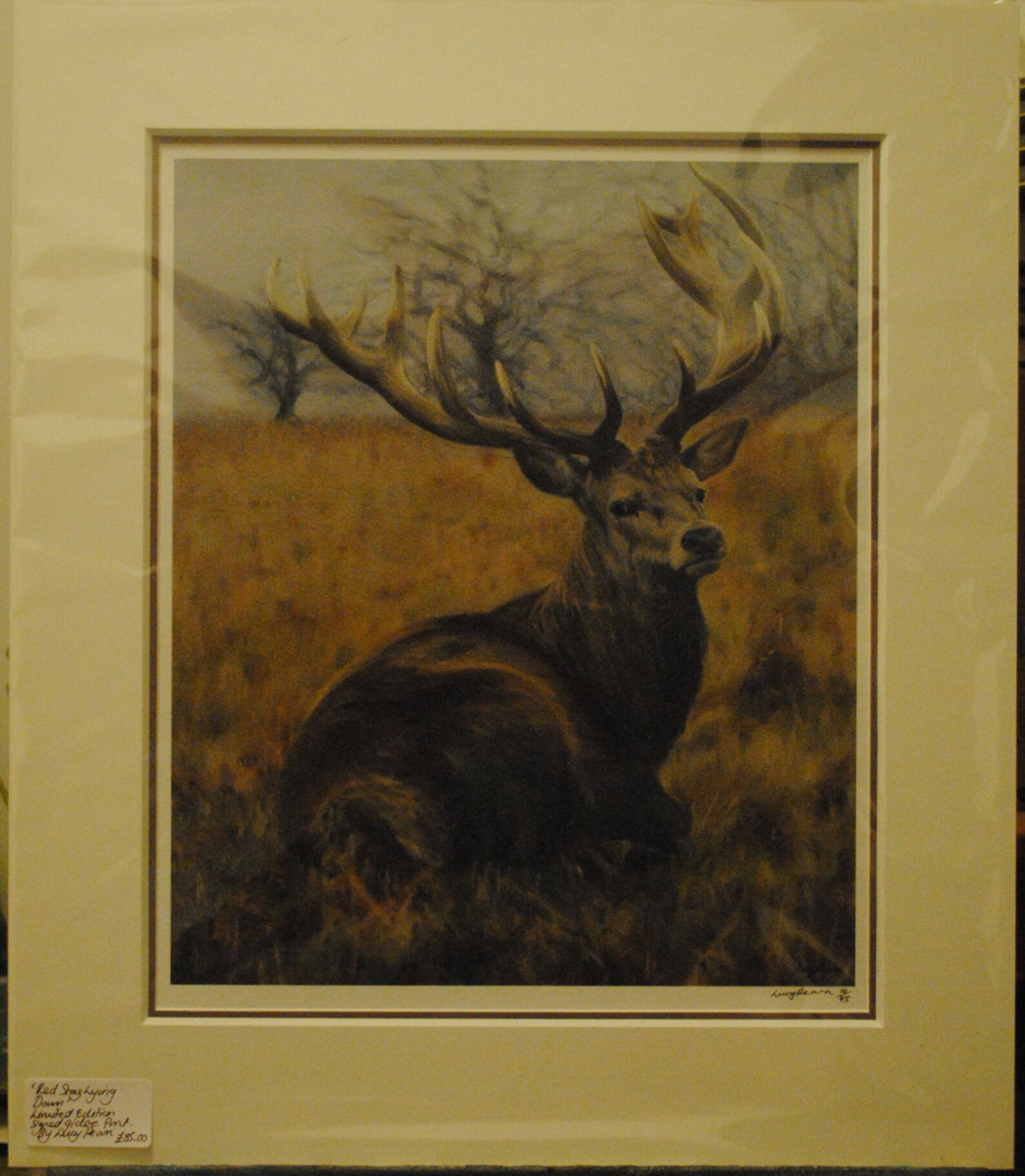 Exmoor Red Stag Lying Down | Etsy