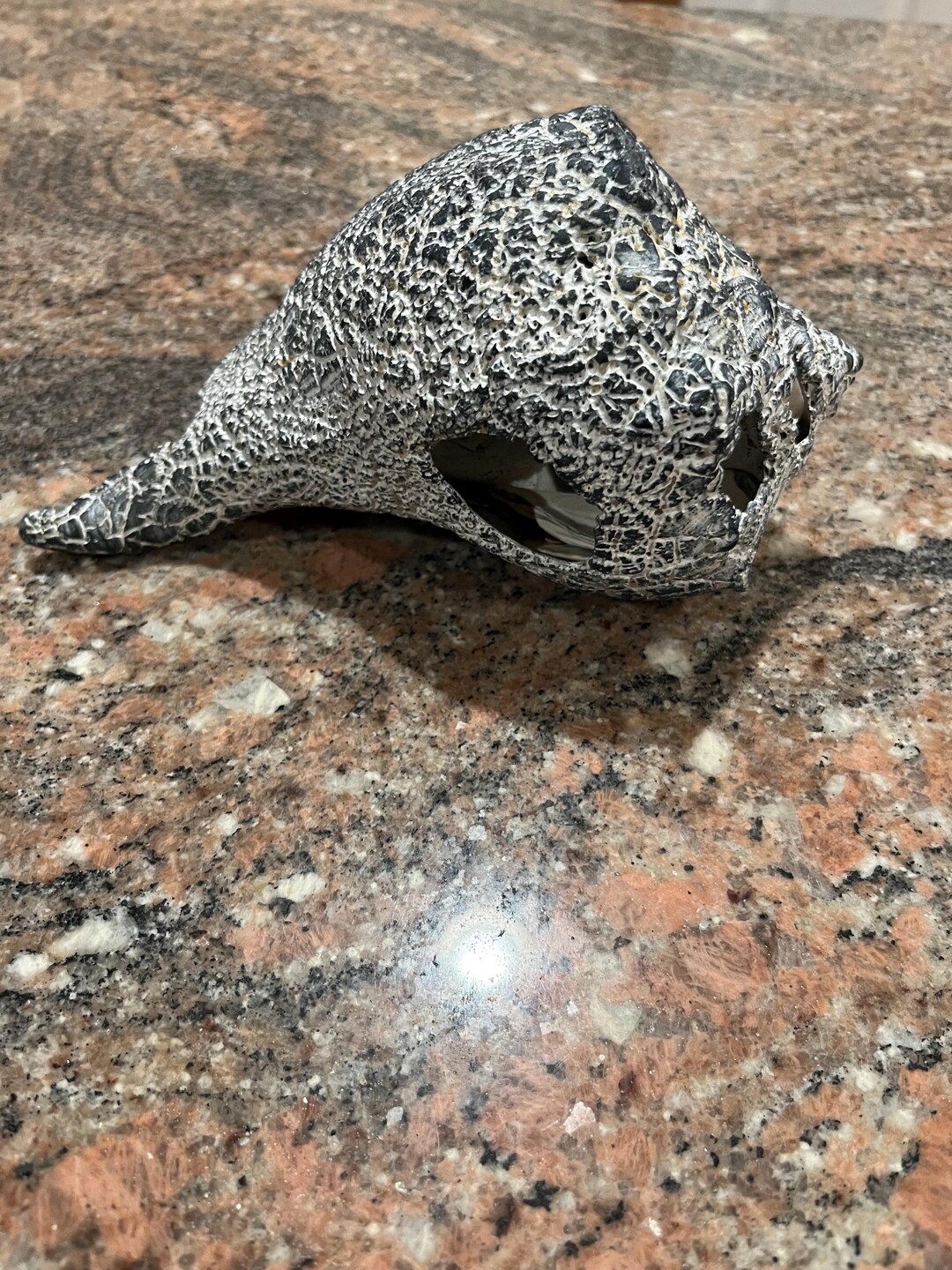 Large Weathered Knobbed Whelk Shell - 7.5” - Etsy