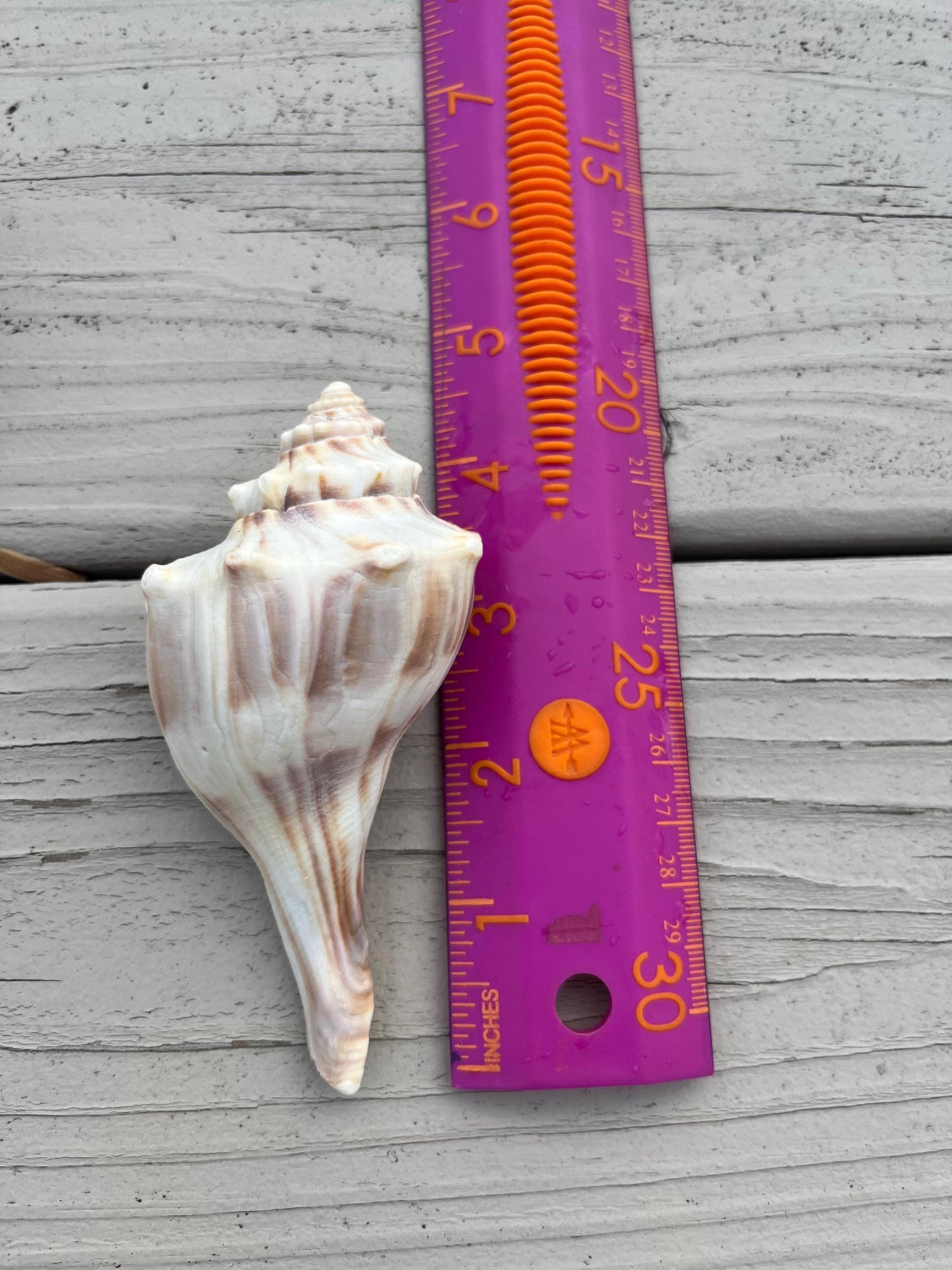 Knobbed Whelk Shells - Various Sizes - Etsy