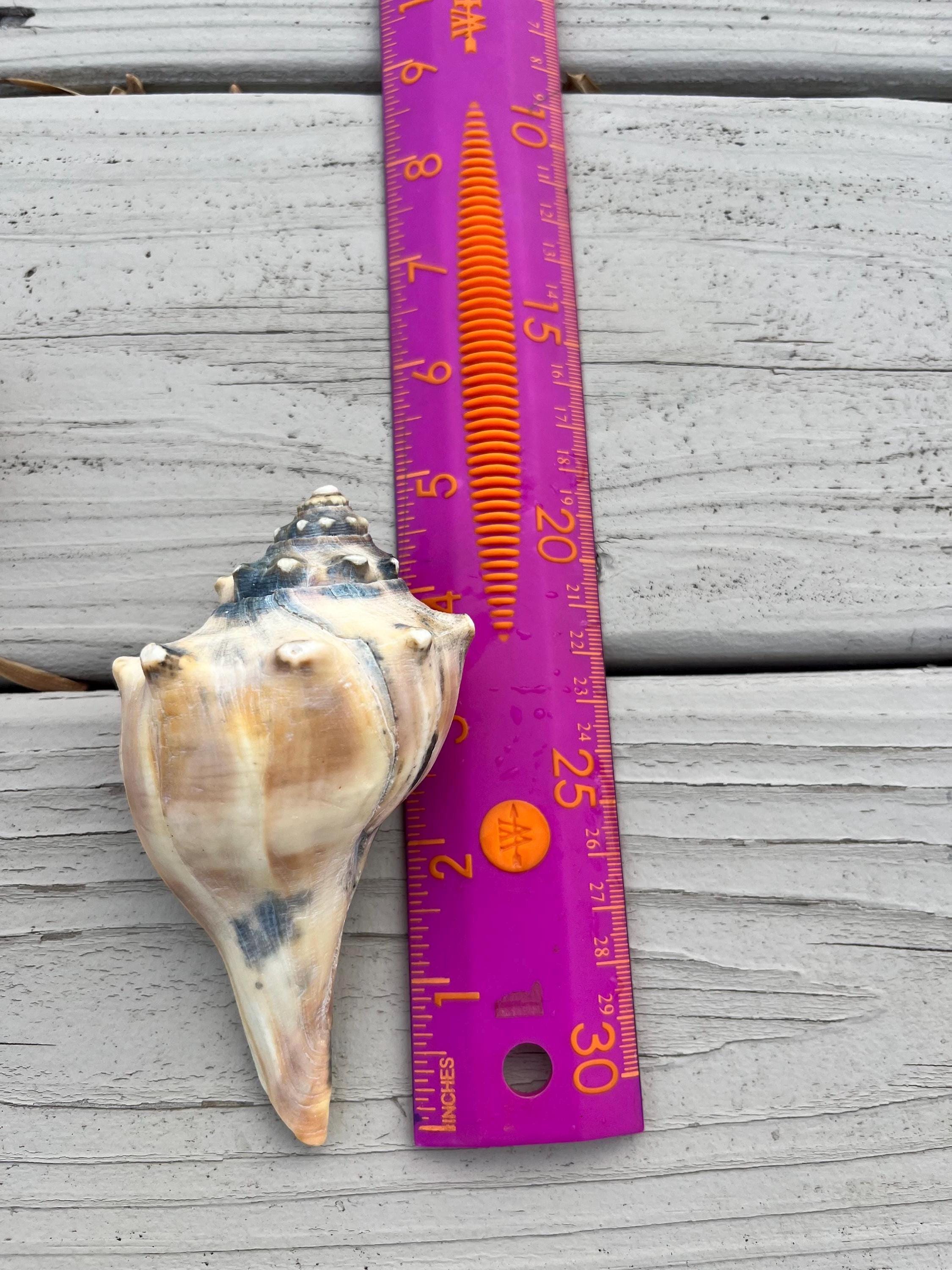 Knobbed Whelk Shells - Various Sizes - Etsy