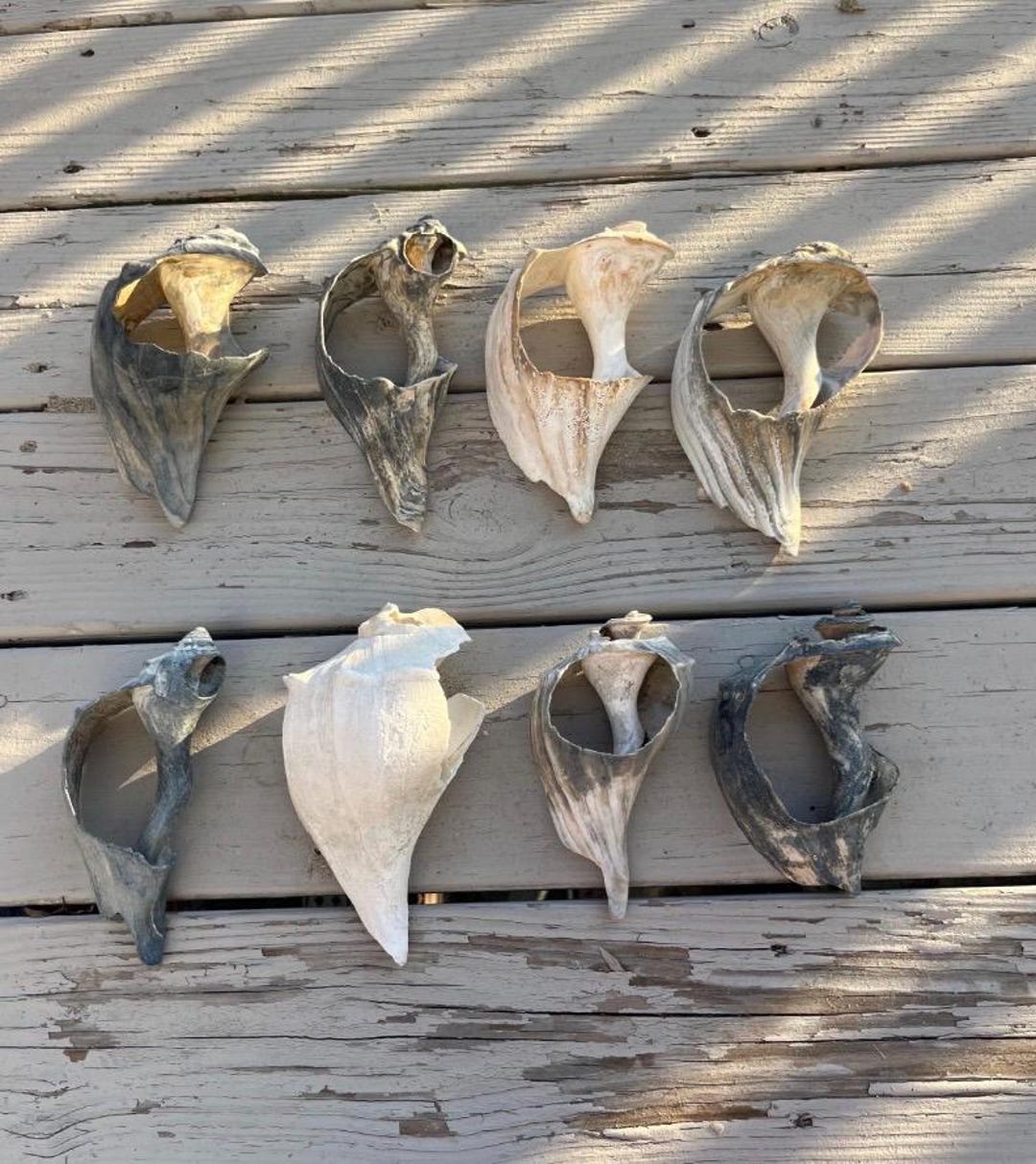 Broken Whelk Shells – Natural Coastal Decor, Art Projects (4-6 Inch ...