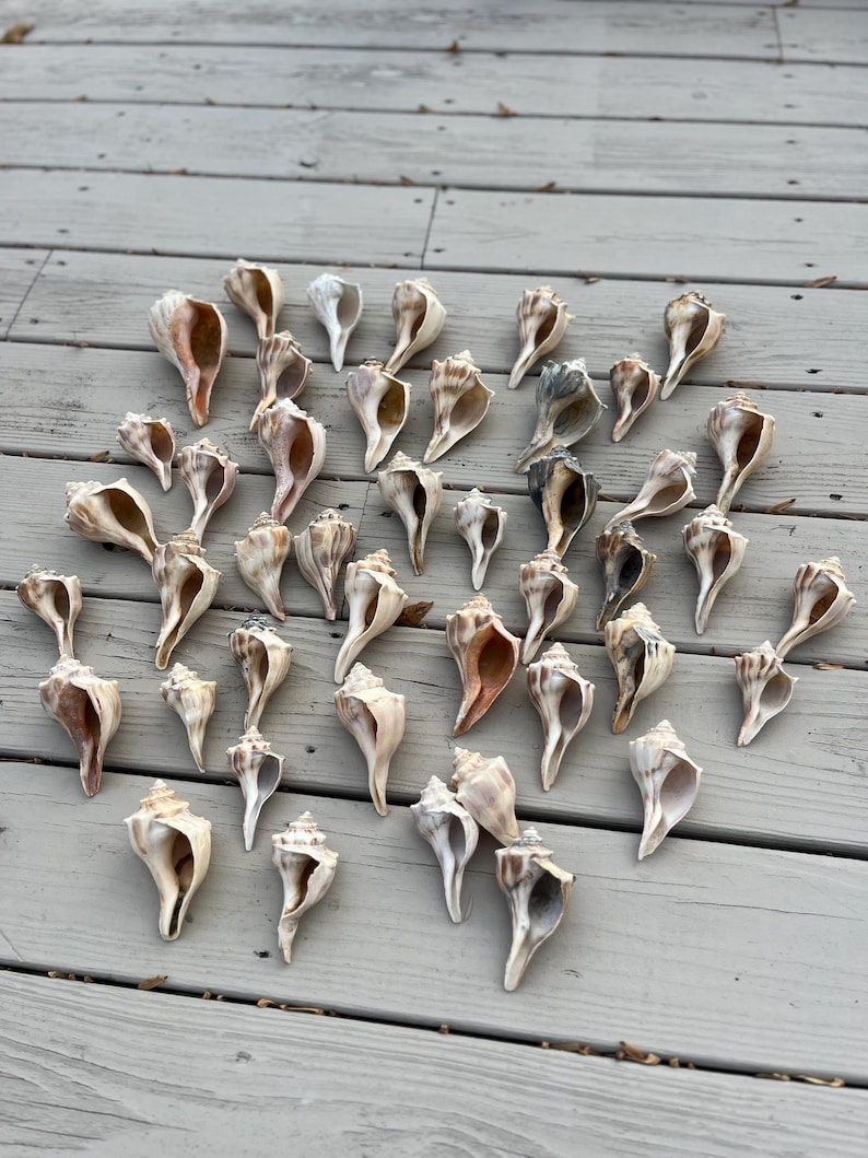 Knobbed Whelk Shells - Various Sizes - Etsy
