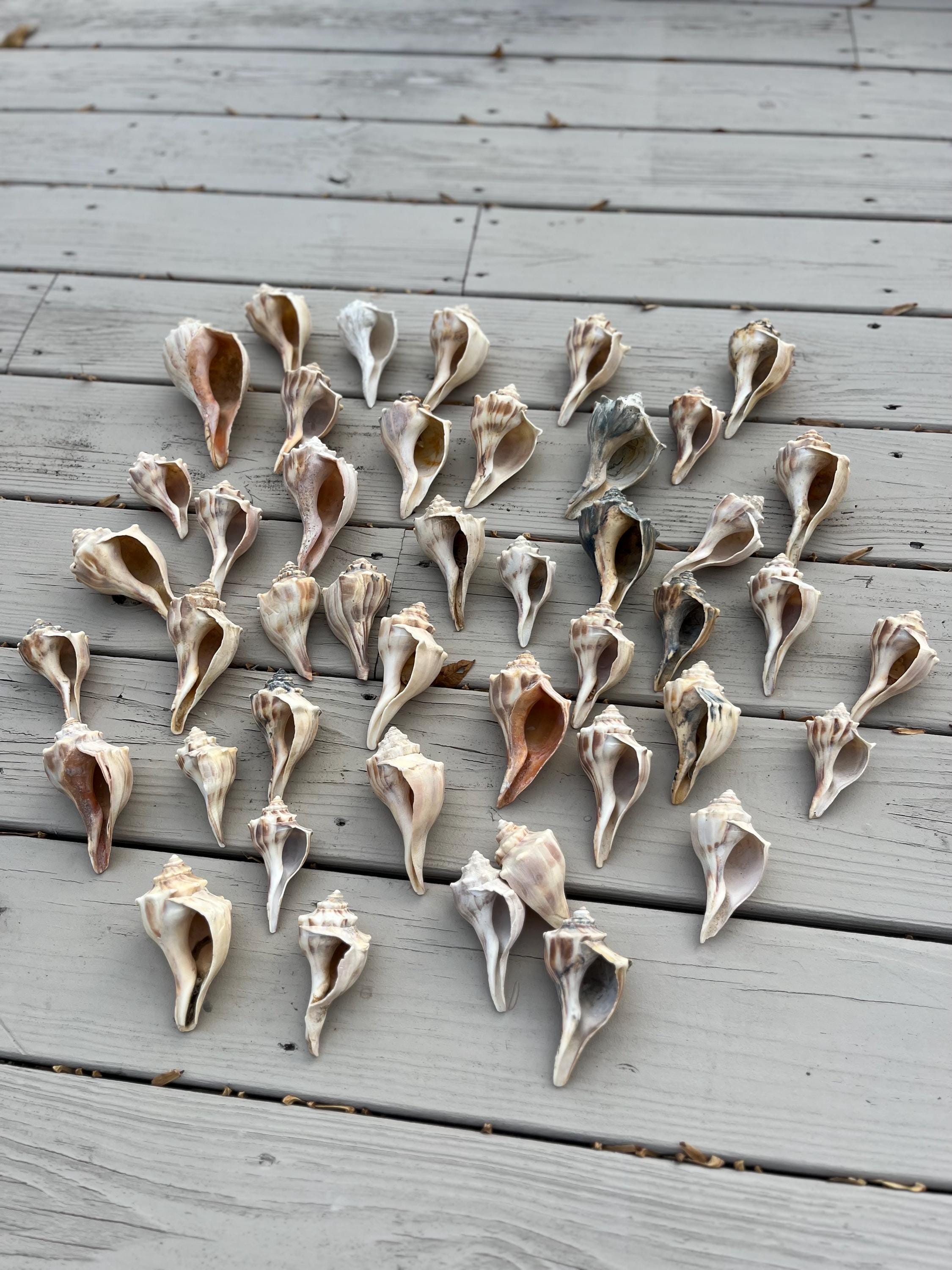 Knobbed Whelk Shells - Various Sizes 3”-5” in Point to Tip - Etsy