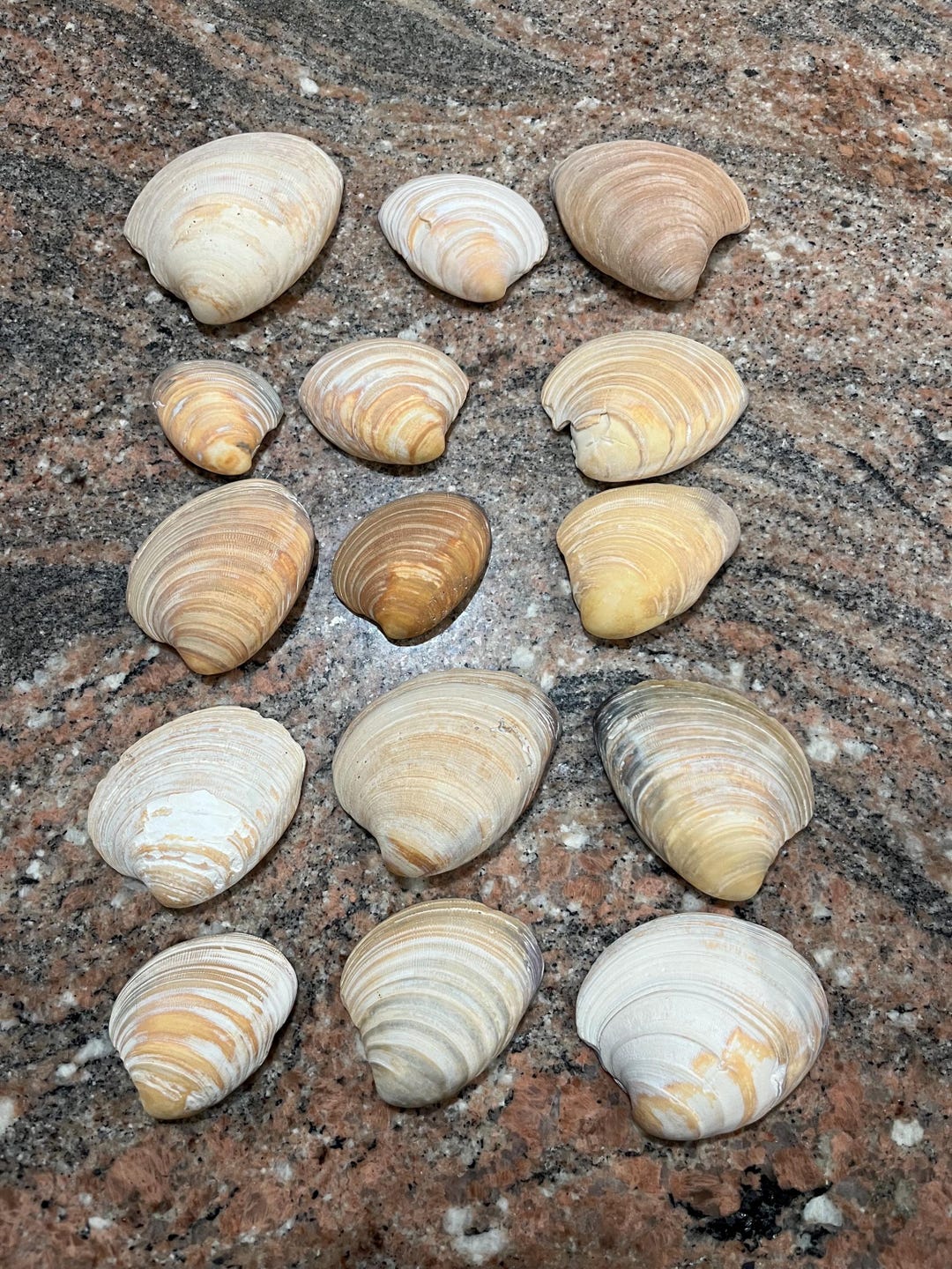 15 Atlantic Clam Shells - 2” - 3” Width - Tan Tones - Etsy