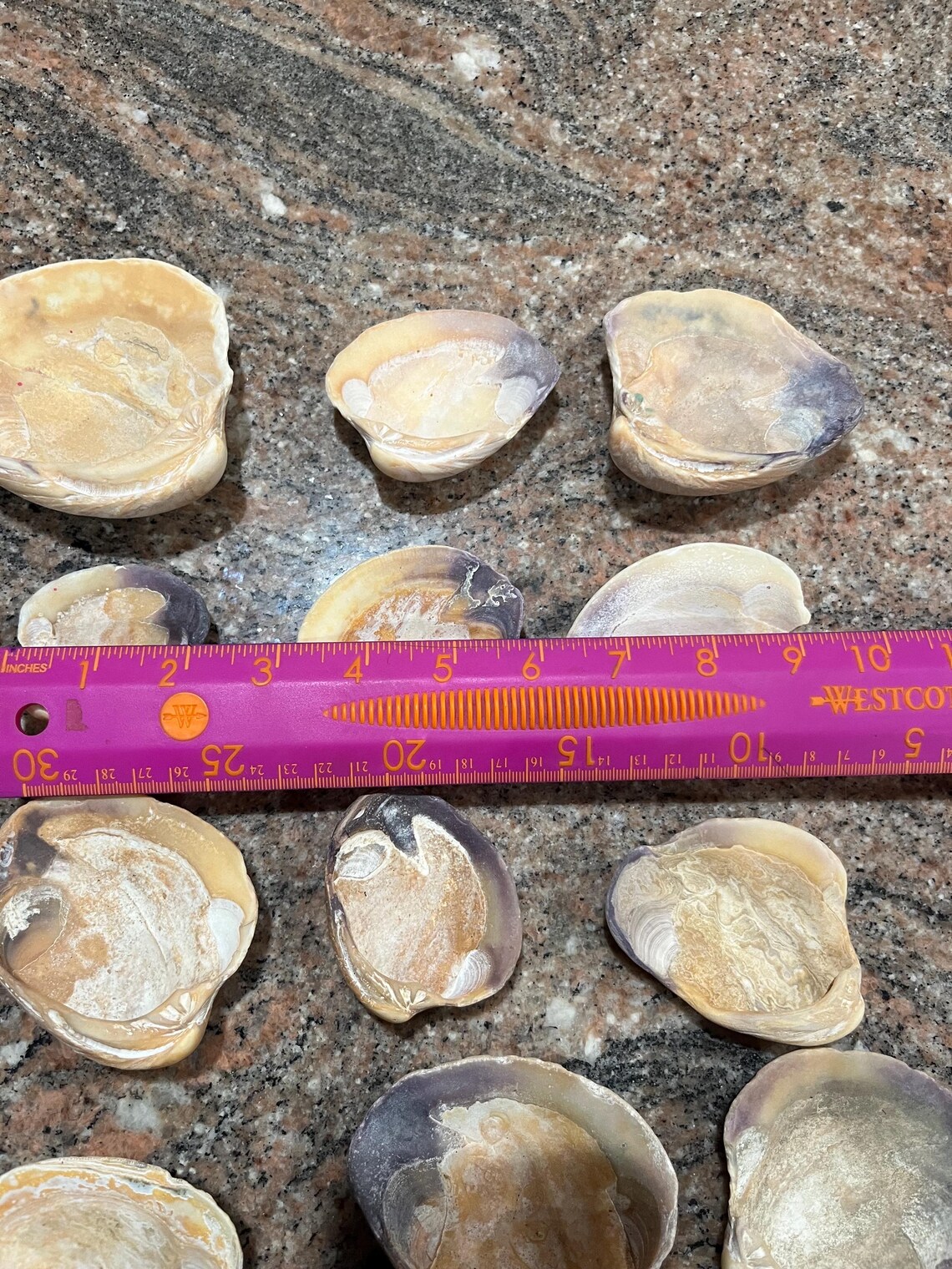 15 Atlantic Clam Shells - 2” - 3” Width - Tan Tones - Etsy