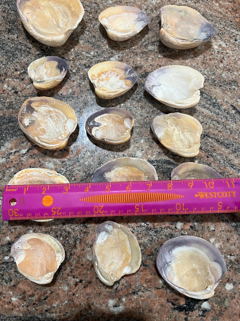 15 Atlantic Clam Shells - 2” - 3” Width - Tan Tones - Etsy