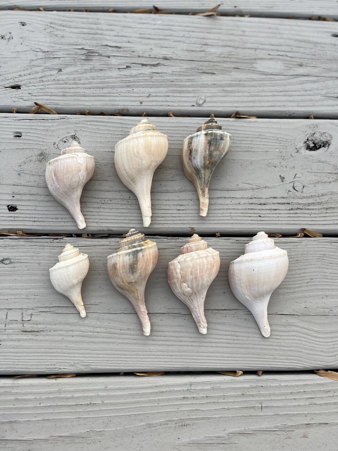 Channel Whelk Shells Various Sizes - Etsy