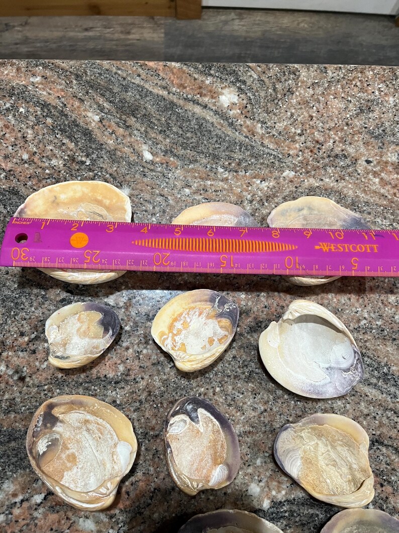 15 Atlantic Clam Shells - 2” - 3” Width - Tan Tones - Etsy