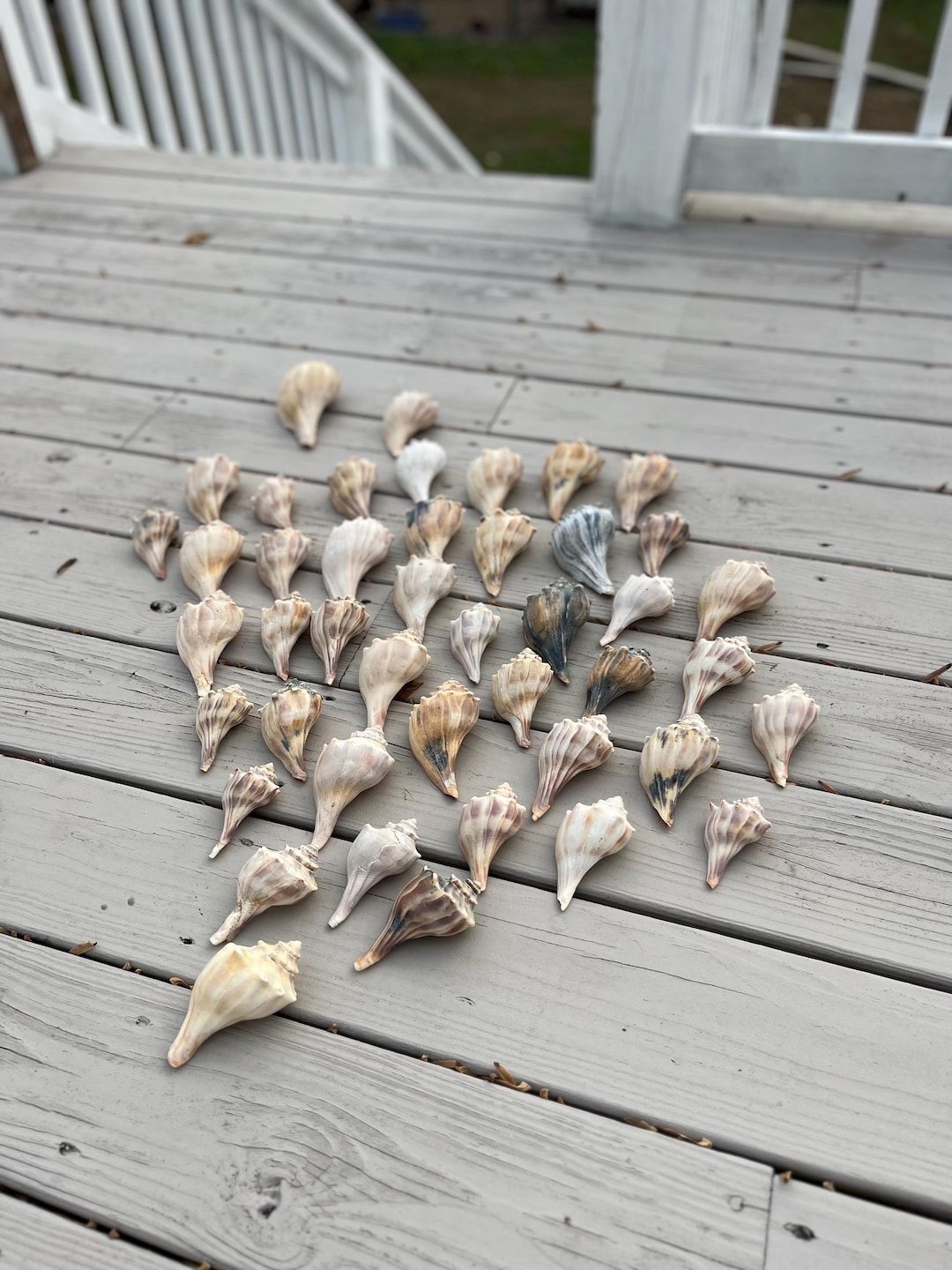 Knobbed Whelk Shells - Various Sizes - Etsy