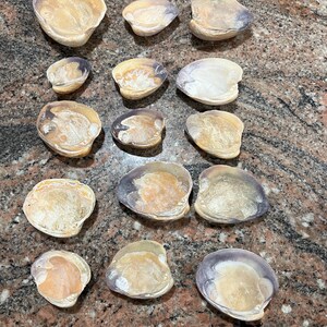 15 Atlantic Clam Shells - 2” - 3” Width - Tan Tones - Etsy