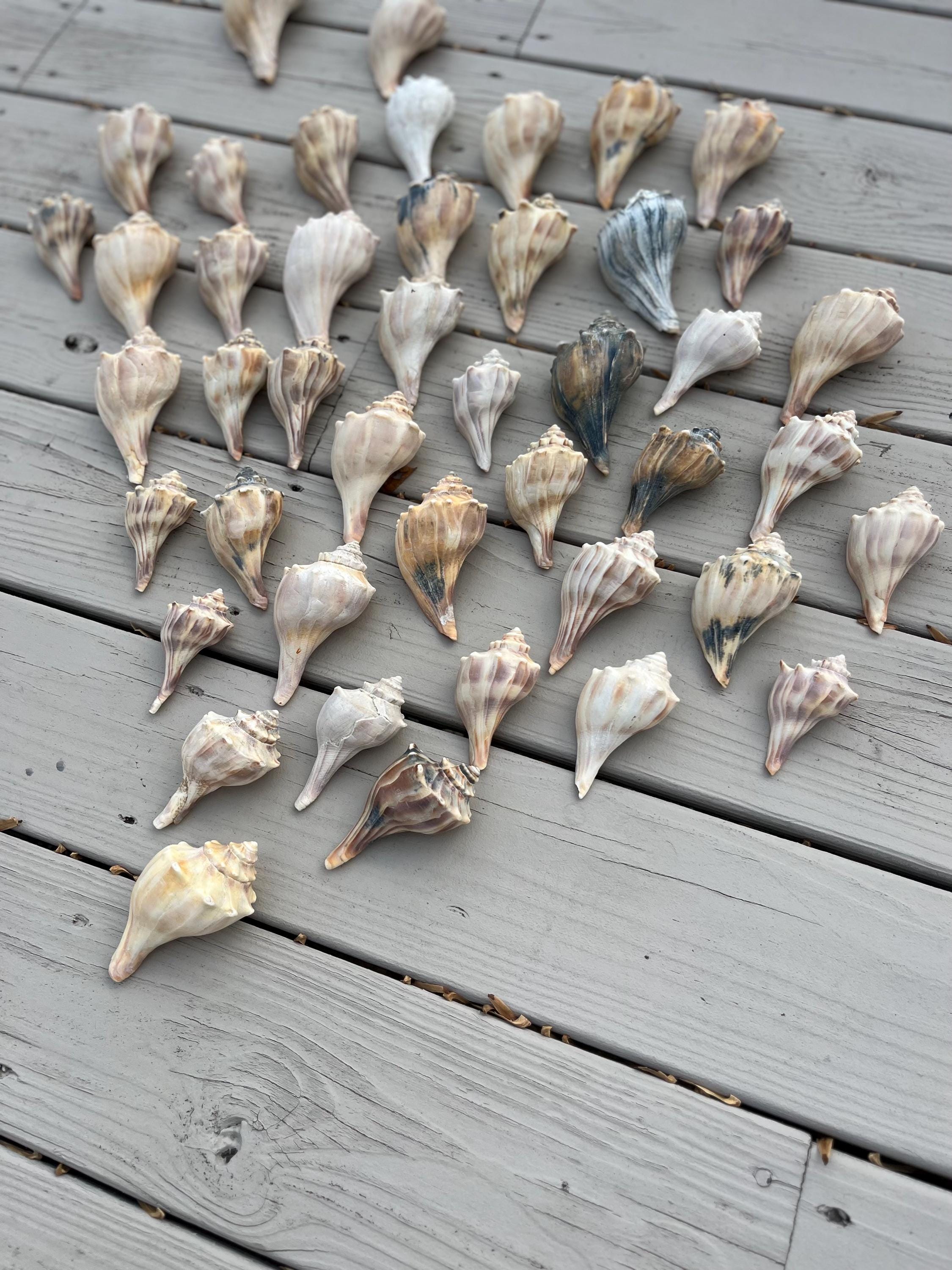 Knobbed Whelk Shells - Various Sizes - Etsy