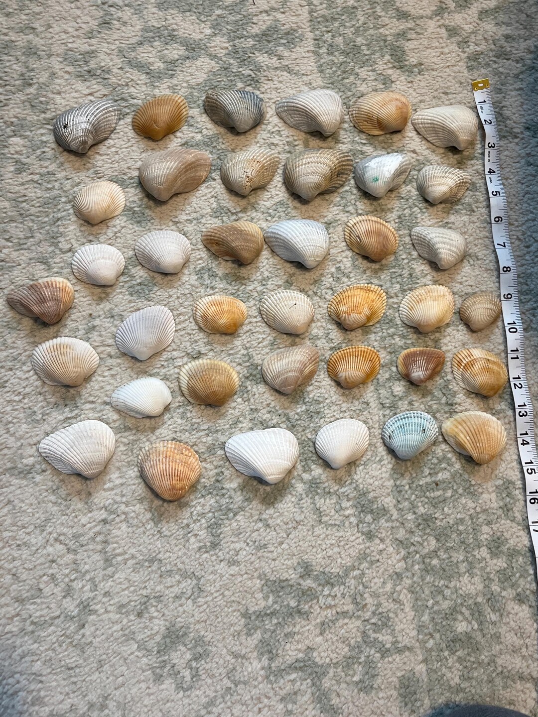 38 Atlantic Giant Cockle Shells - Etsy