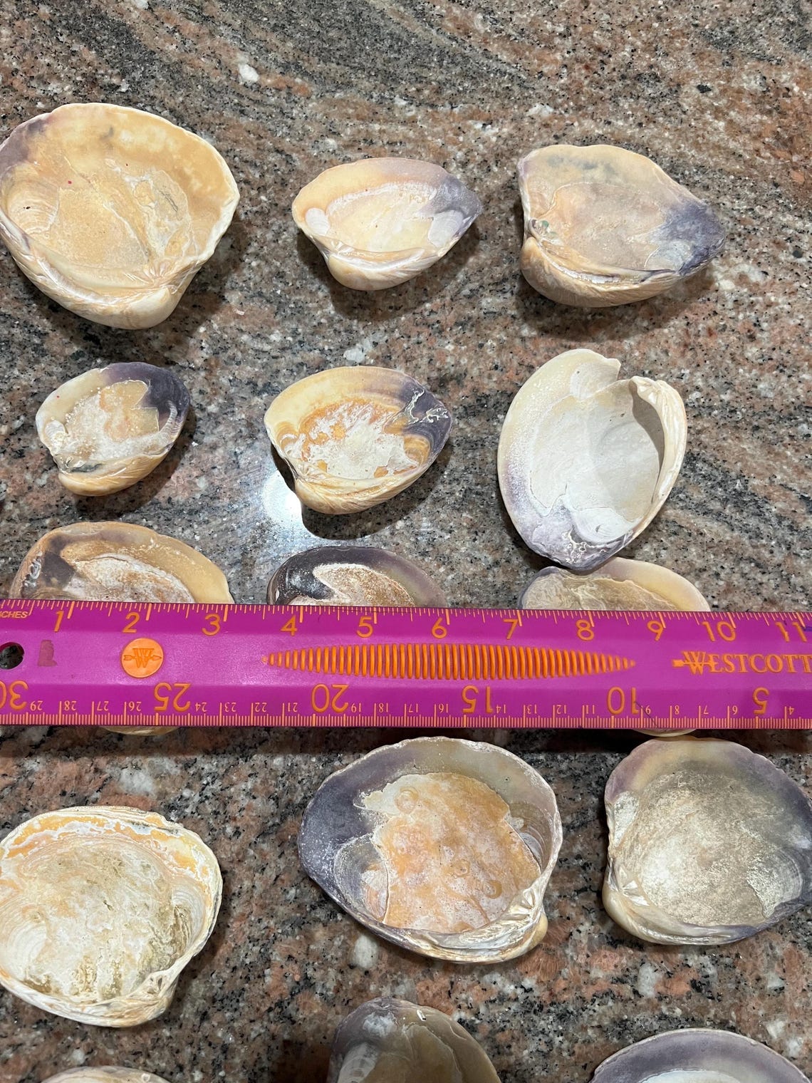 15 Atlantic Clam Shells - 2” - 3” Width - Tan Tones - Etsy
