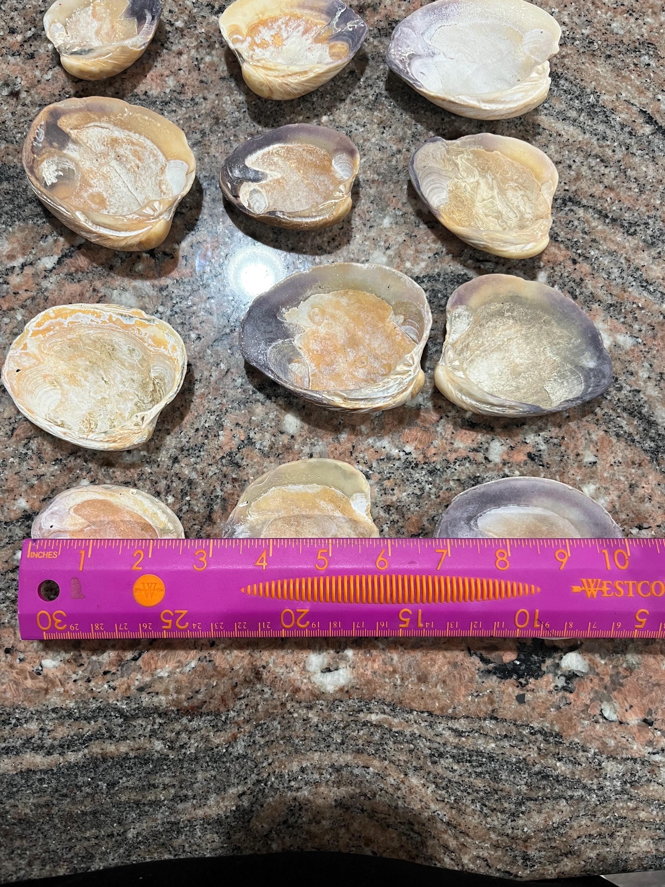 15 Atlantic Clam Shells - 2” - 3” Width - Tan Tones - Etsy