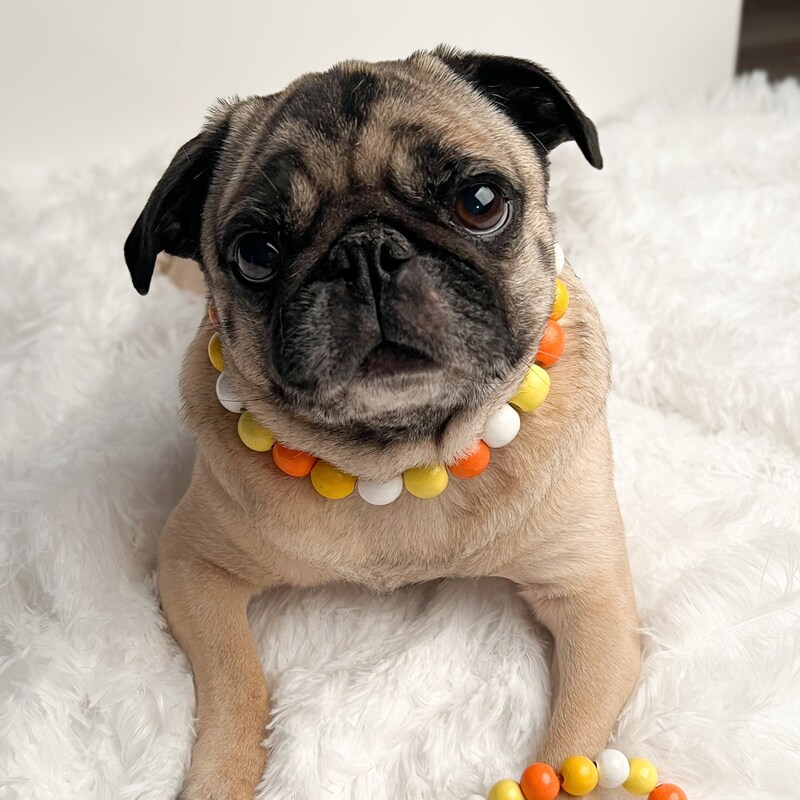 Jewelry for Dogs - Etsy