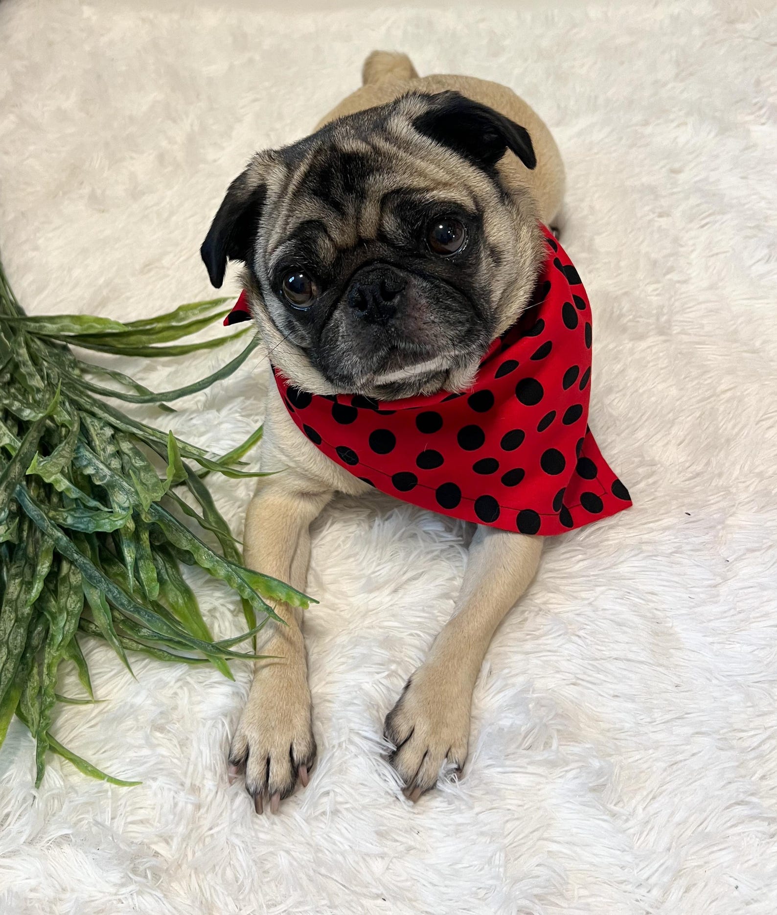 Red Black Polka Dot Dog Bandana, Cotton Blend Pet Accessory ...