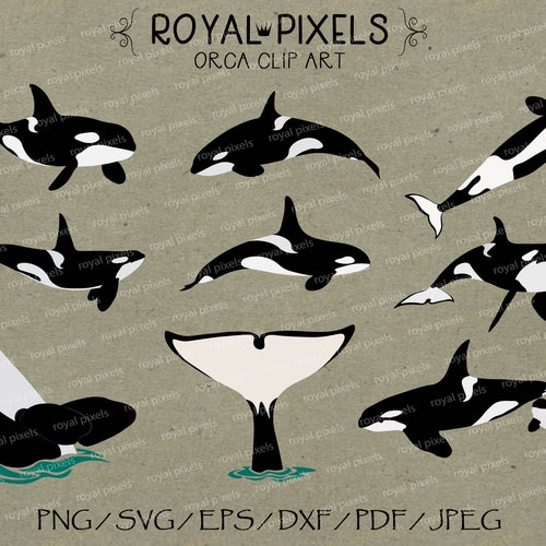 Orca Family Watercolor Clip Art Pack Killer Whales | Etsy Canada